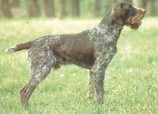 Vorstehhunde : Jagdschutzverein Steiermark