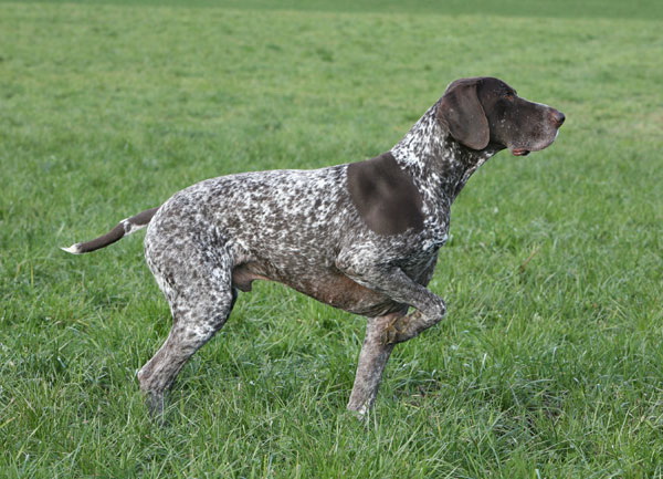 Vorstehhunde : Jagdschutzverein Steiermark
