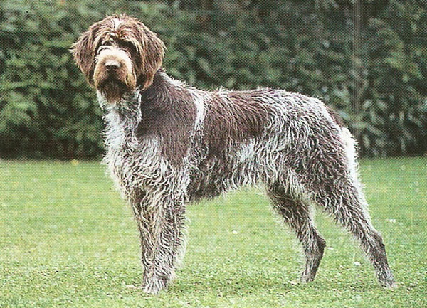 Vorstehhunde : Jagdschutzverein Steiermark