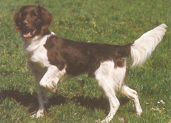 Vorstehhunde : Jagdschutzverein Steiermark