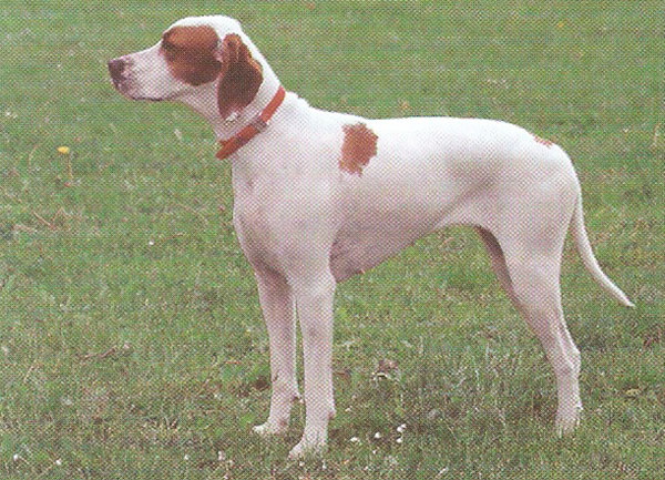 Vorstehhunde : Jagdschutzverein Steiermark